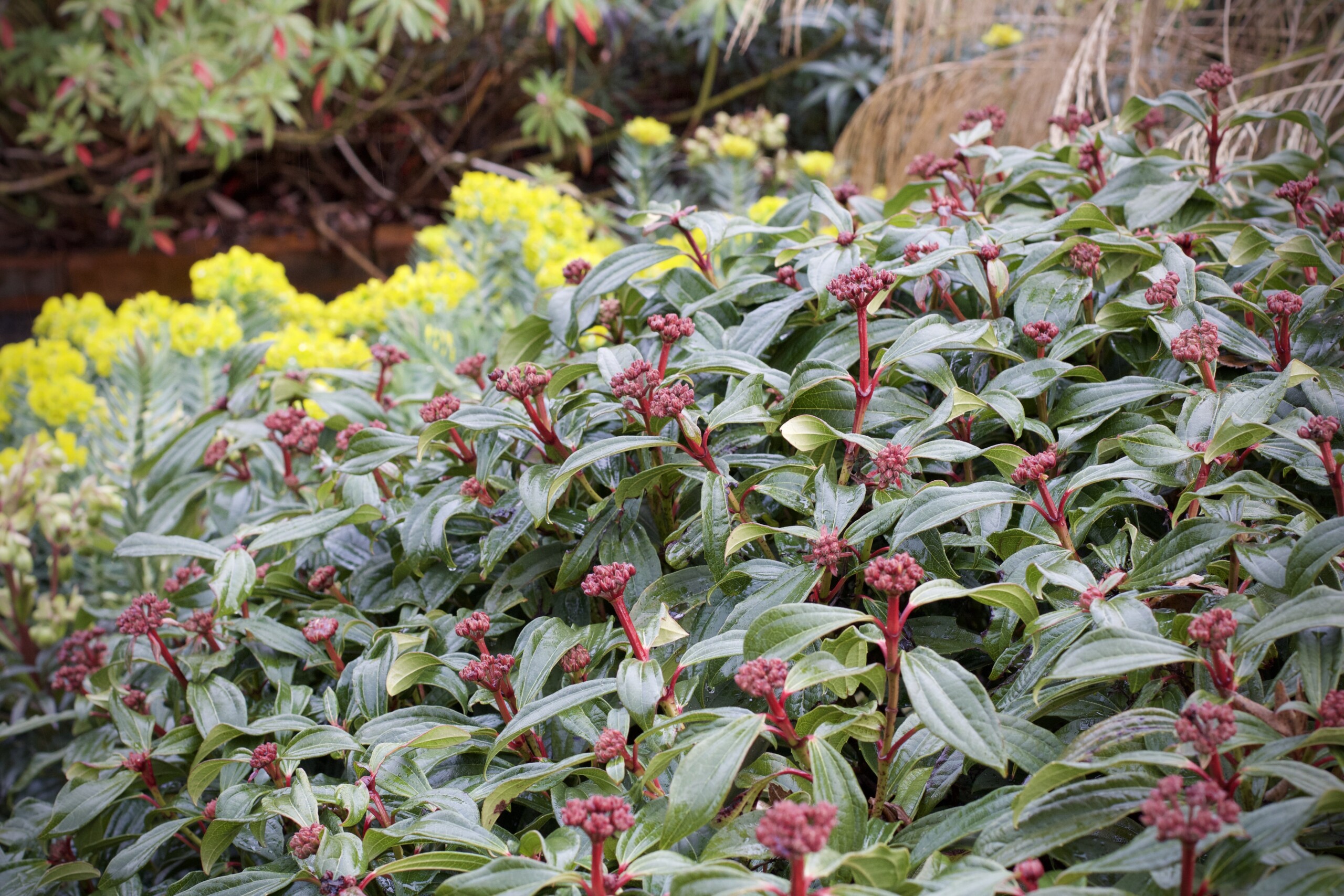 PLANT OF THE WEEK #29: Viburnum davidii | The Gardenist
