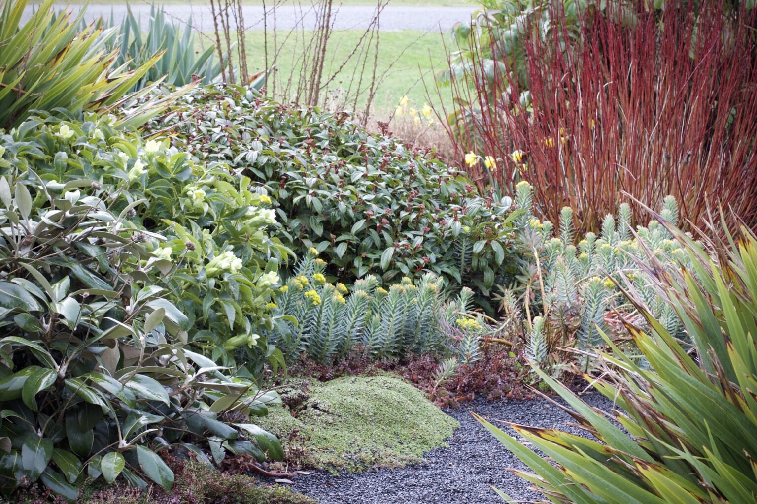 PLANT OF THE WEEK #29: Viburnum davidii | The Gardenist