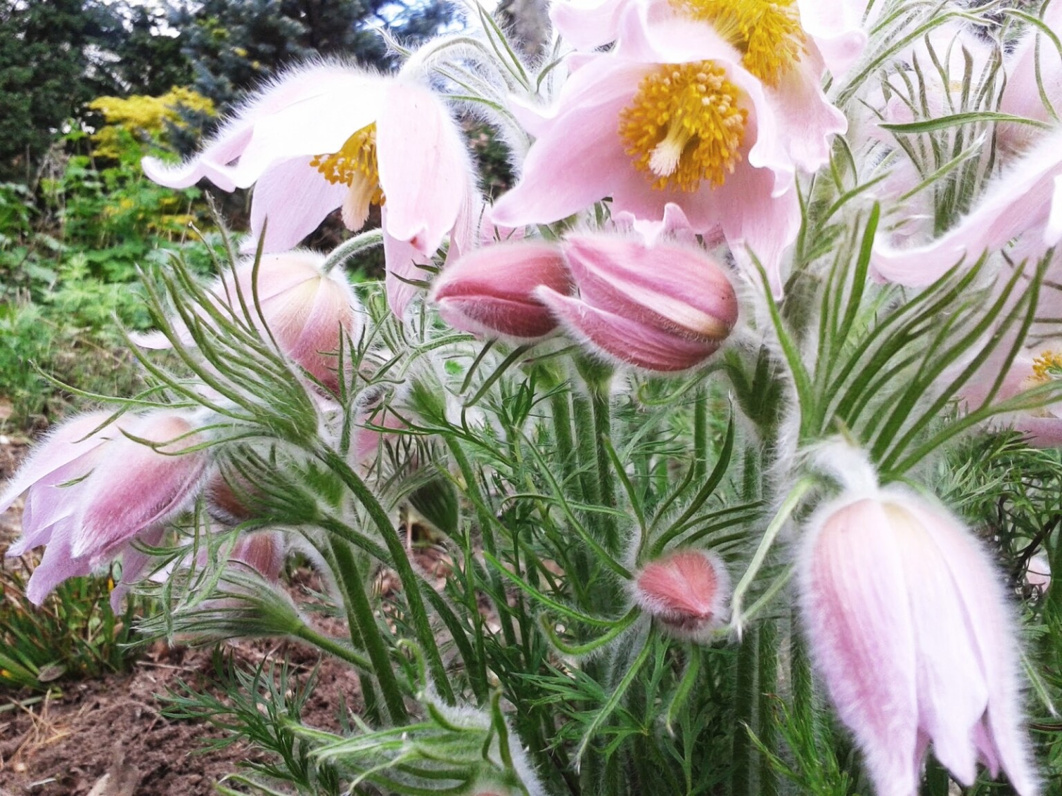 PLANT OF THE WEEK #34: Pulsatilla vulgaris | The Gardenist