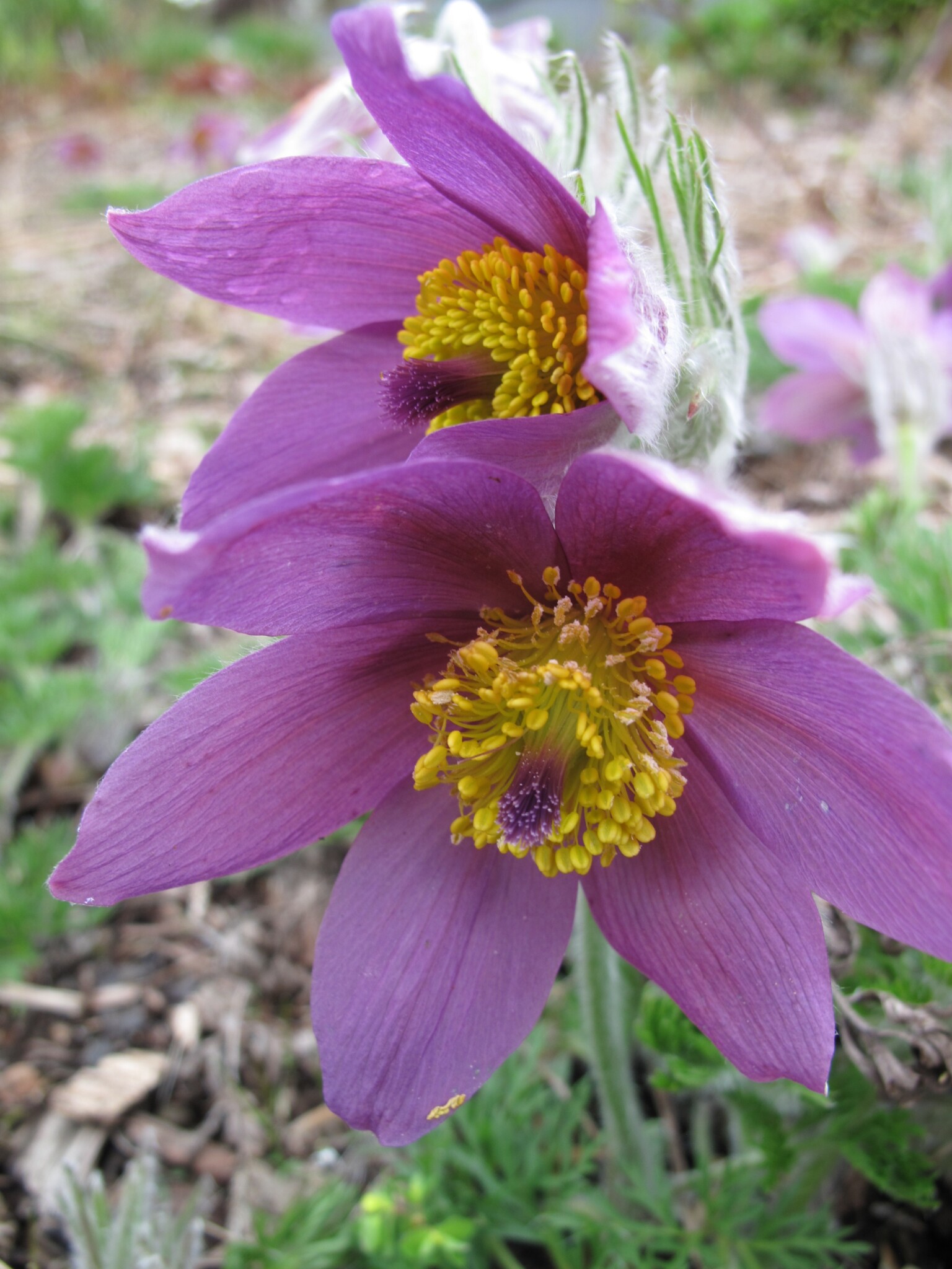 PLANT OF THE WEEK #34: Pulsatilla vulgaris | The Gardenist