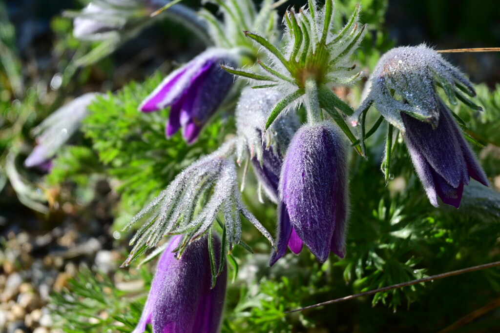 PLANT OF THE WEEK #34: Pulsatilla vulgaris - The Gardenist