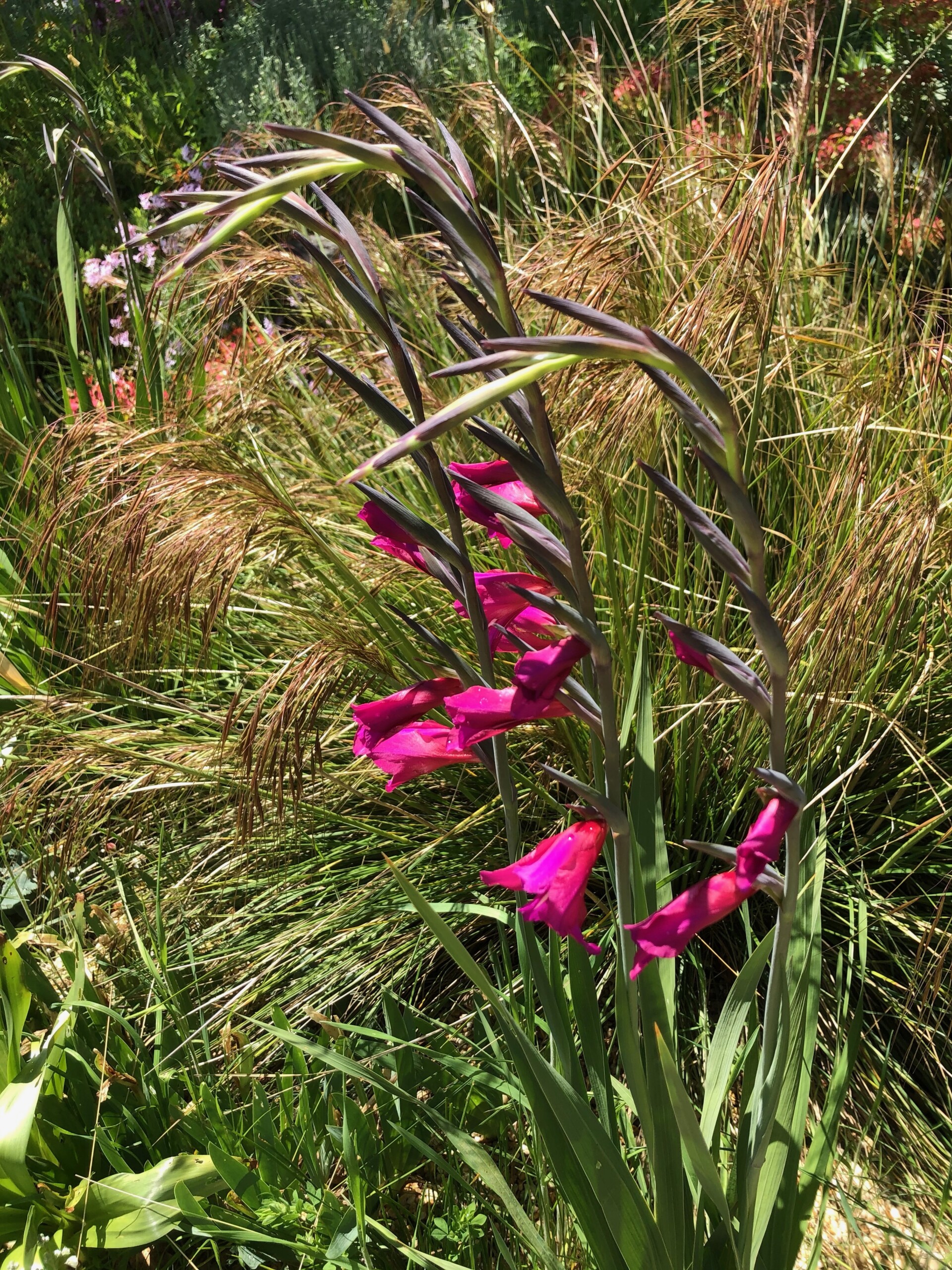 PLANT OF THE WEEK #36: Gladiolus communis subsp. byzantinus | The Gardenist