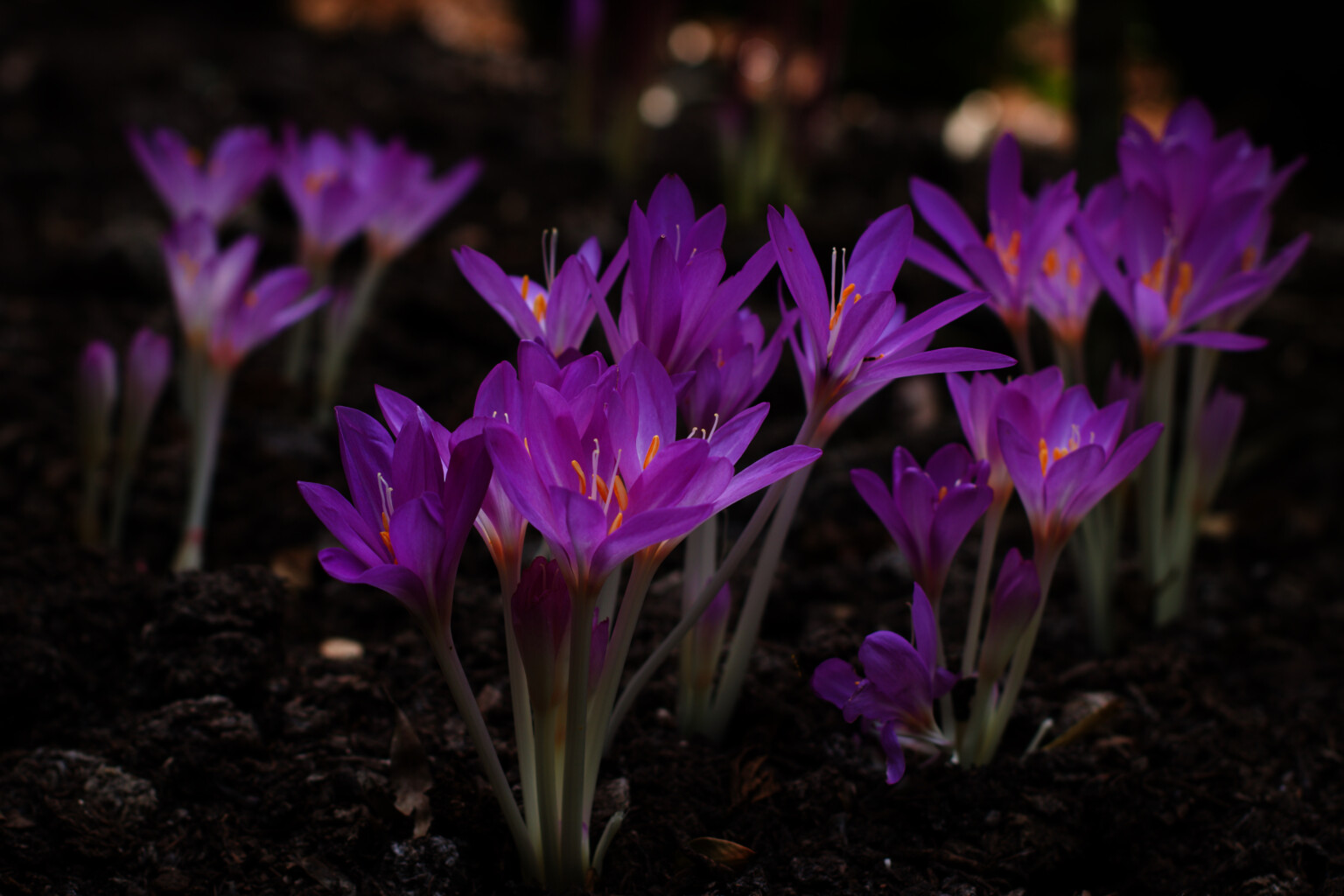 PLANT OF THE WEEK #46: Colchicum | The Gardenist
