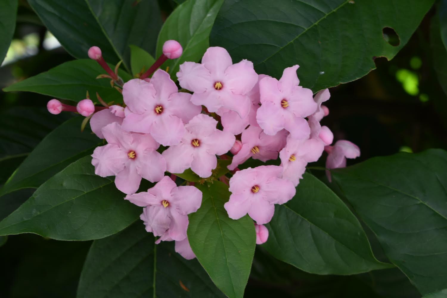 PLANT OF THE WEEK #62: Luculia gratissima | The Gardenist