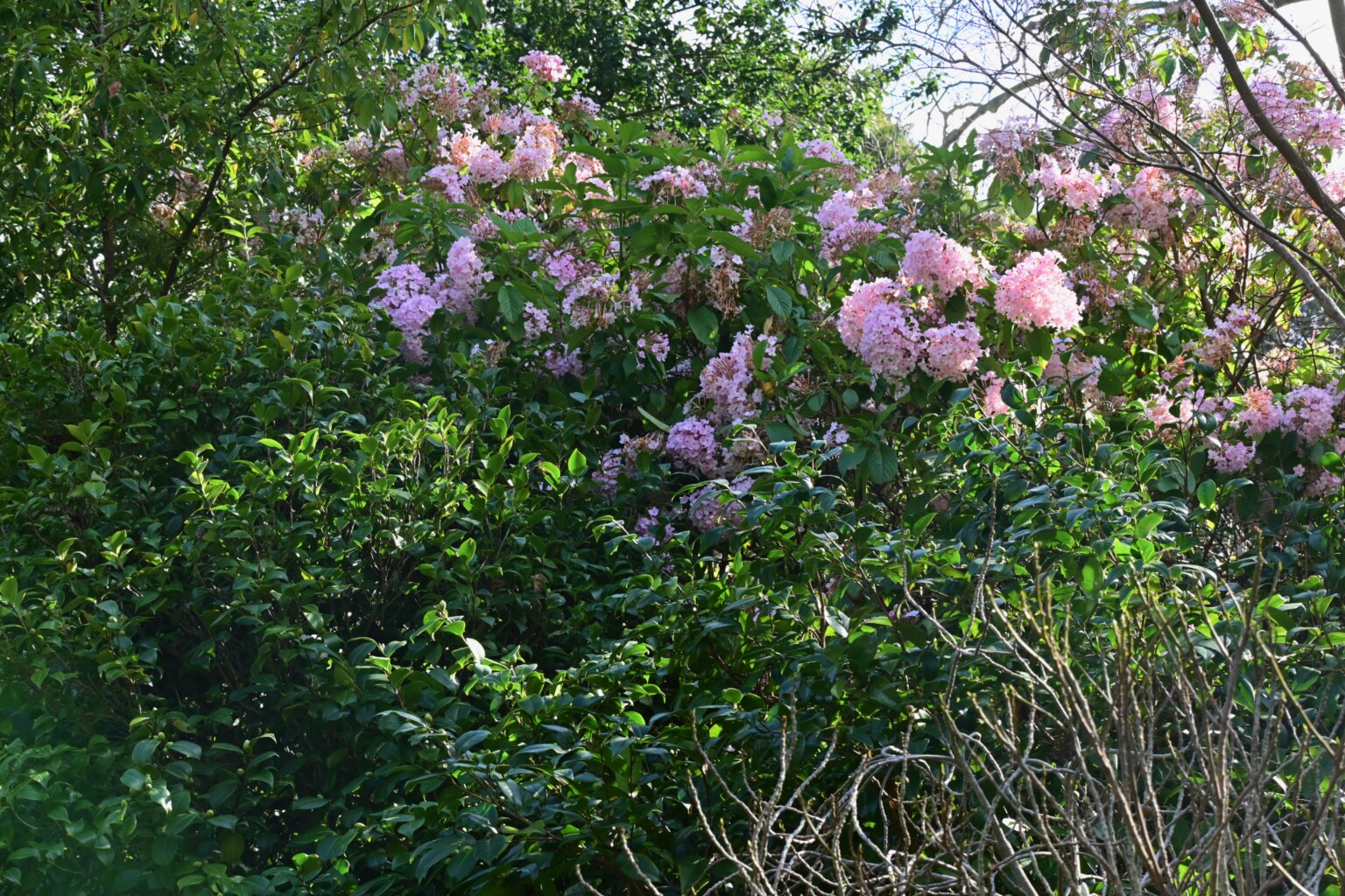 PLANT OF THE WEEK #62: Luculia gratissima | The Gardenist