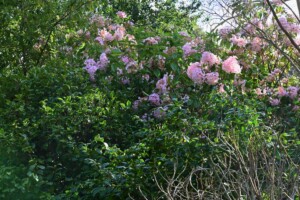 PLANT OF THE WEEK #62: Luculia gratissima | The Gardenist