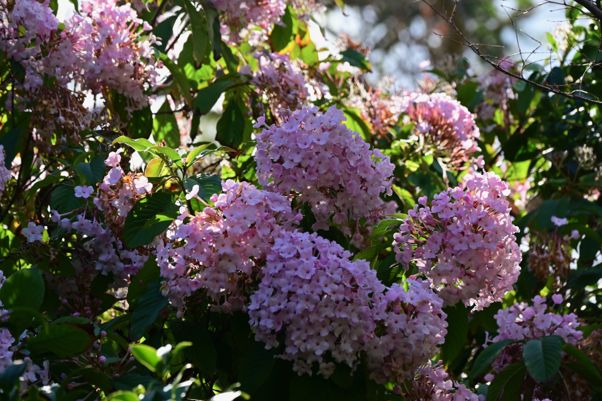 PLANT OF THE WEEK #62: Luculia gratissima | The Gardenist