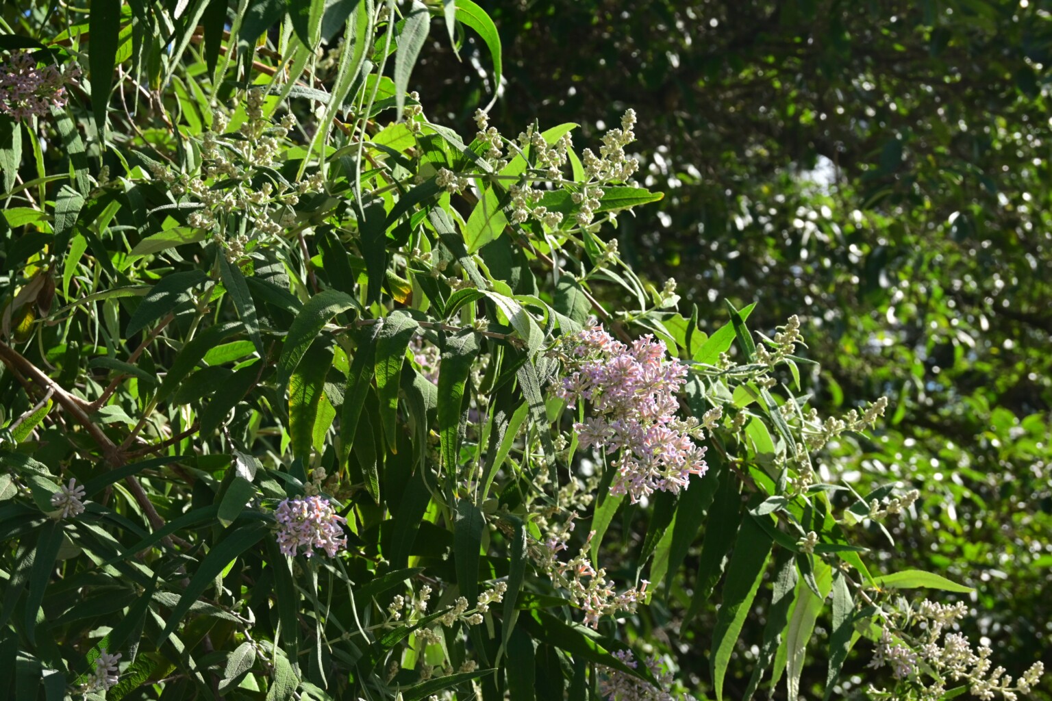 PLANT OF THE WEEK #63: Buddleja salviifolia | The Gardenist