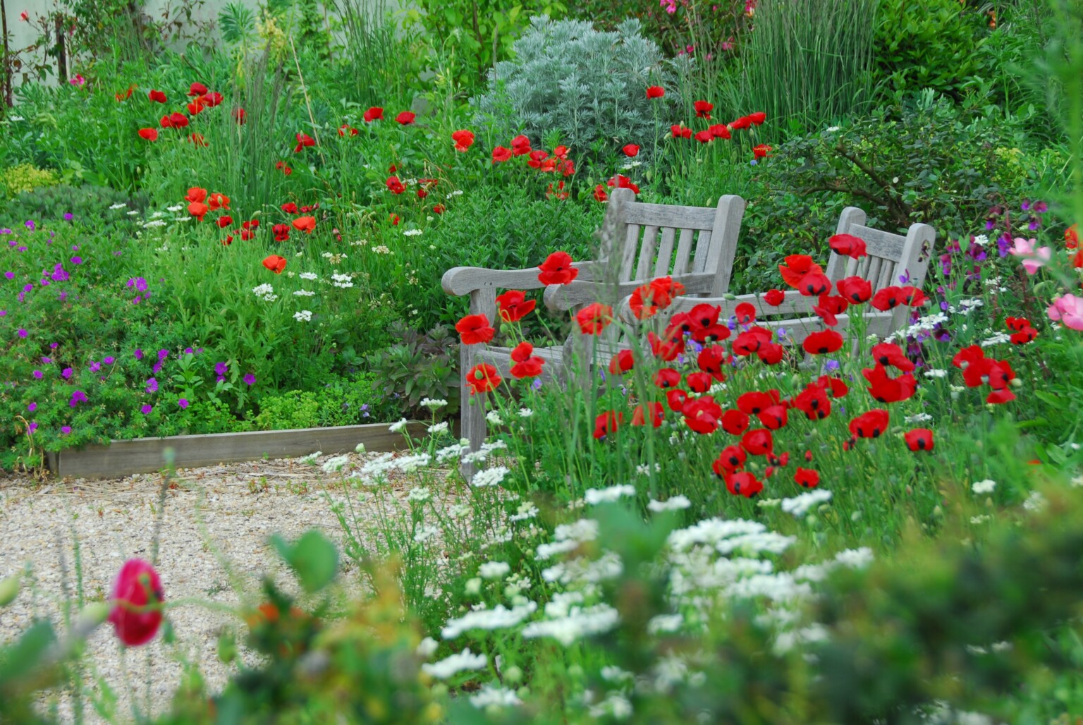 PLANT OF THE WEEK #83: Orlaya grandiflora | The Gardenist