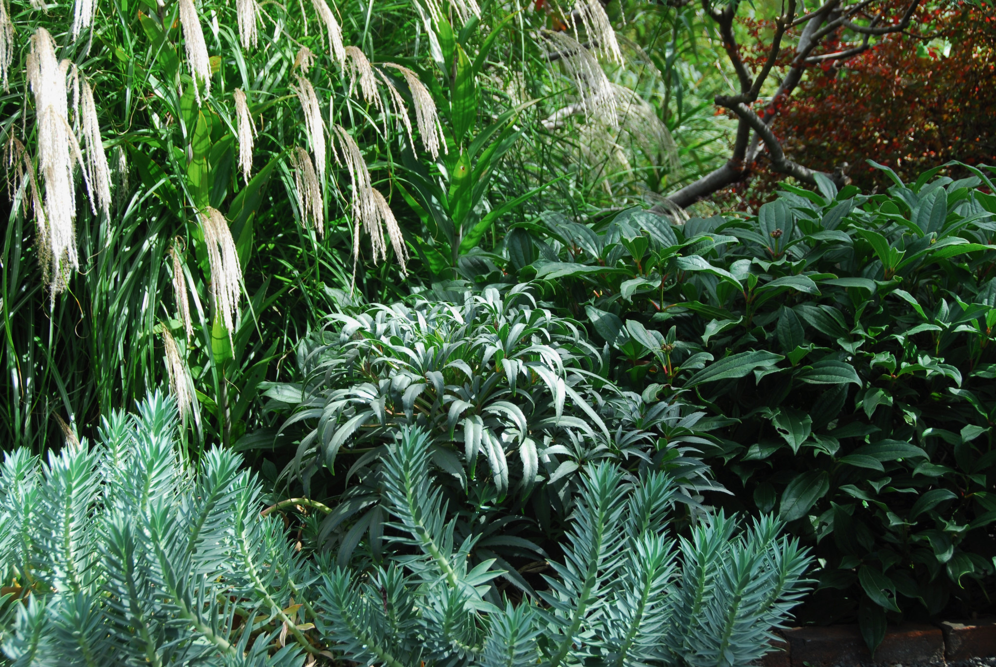 On the hunt for 'self-grooming' plants | The Gardenist