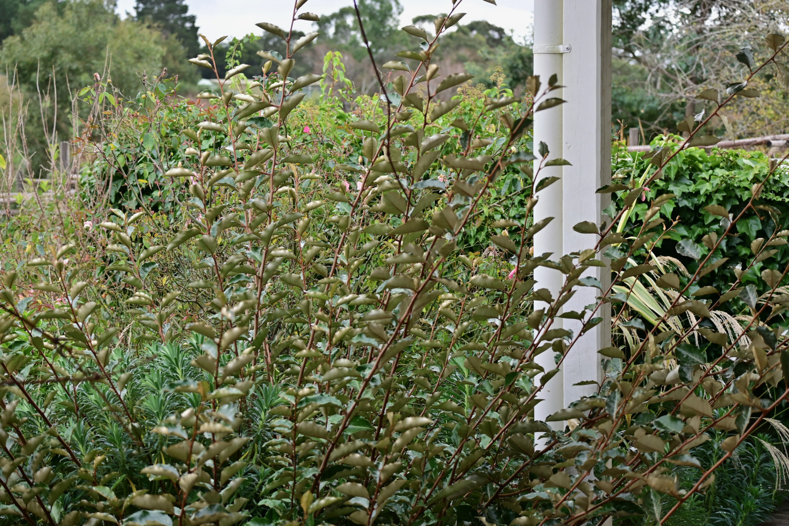 PLANT OF THE WEEK #96: Elaeagnus x ebbingei | The Gardenist