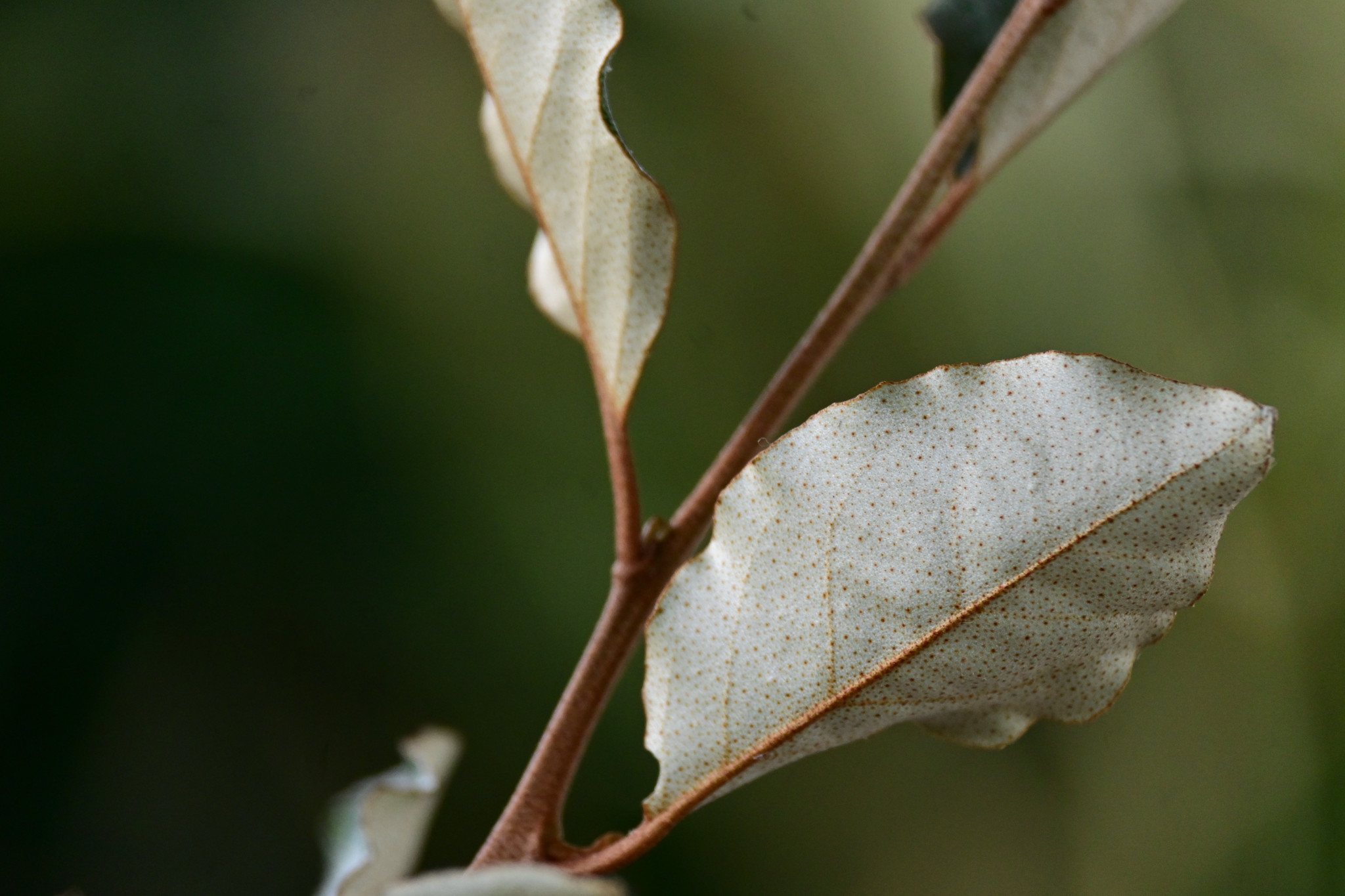 PLANT OF THE WEEK #96: Elaeagnus x ebbingei | The Gardenist