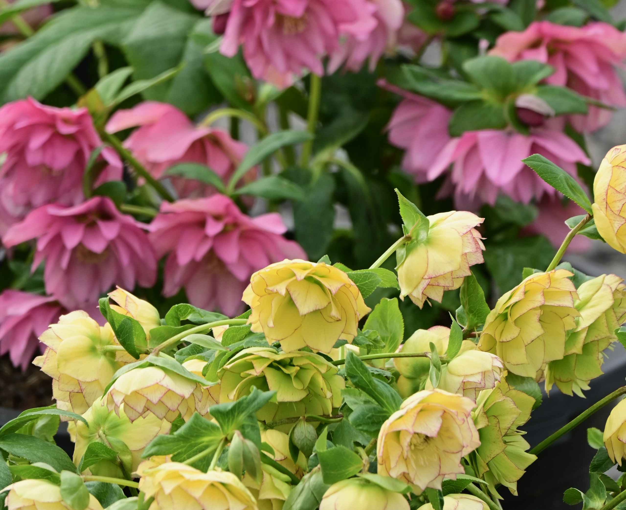 Post Office Farm Revisited | The Gardenist