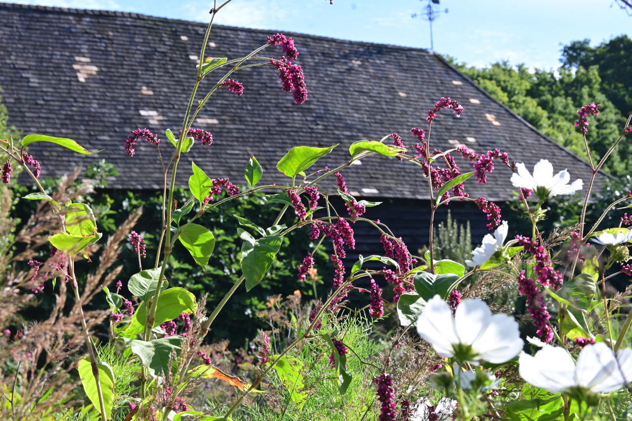 PLANT OF THE WEEK #104: Persicaria orientalis | The Gardenist